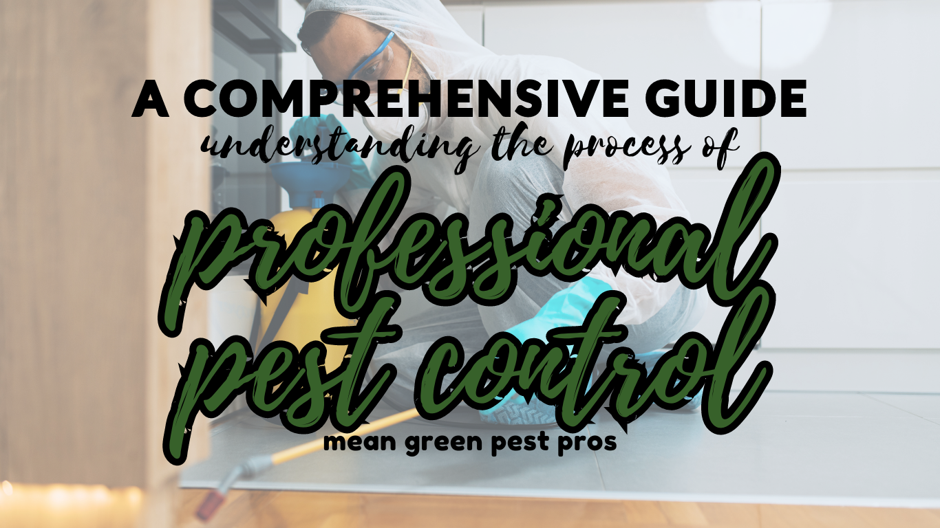 Understanding the Process of Professional Pest Control - Lookout Pest ...